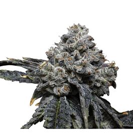 Weed World - Growers Choice - Tangie Punch (Fem)