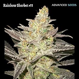 Weed World - Advanced Seeds - Rainbow Sherbet #11 (Feminised)