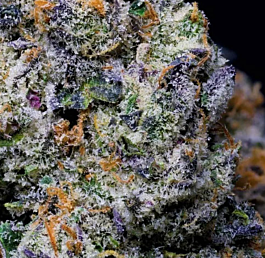 Weed World - StarFire Genetix - Purple Pop Rocks (Feminized)