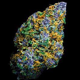 Weed World - Terp Farmz - Wagyu Donutz (Fem)