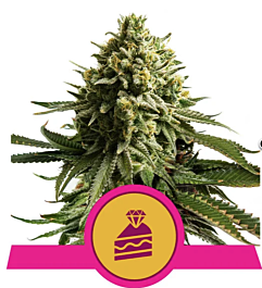 Weed World - Royal Queen Seeds - Wedding Cake (Feminized)