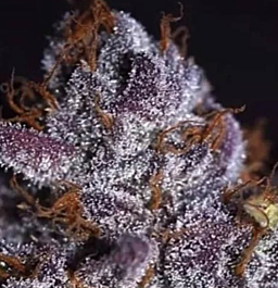 Weed World - StarFire Genetix - Bombsicle (Feminized)